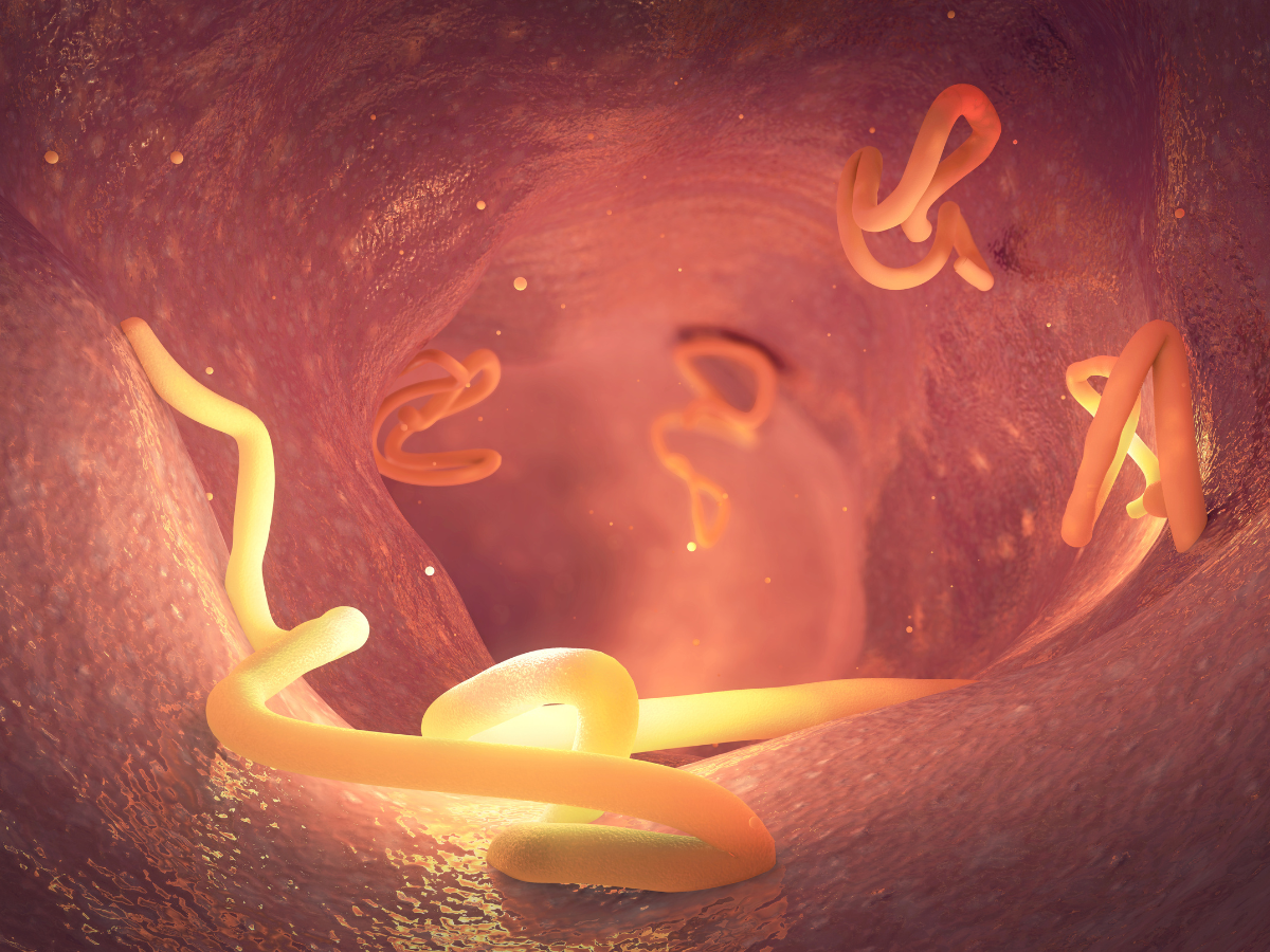 Why Deworming Twice Every 6 Months Matters: Promoting Better Health in ...